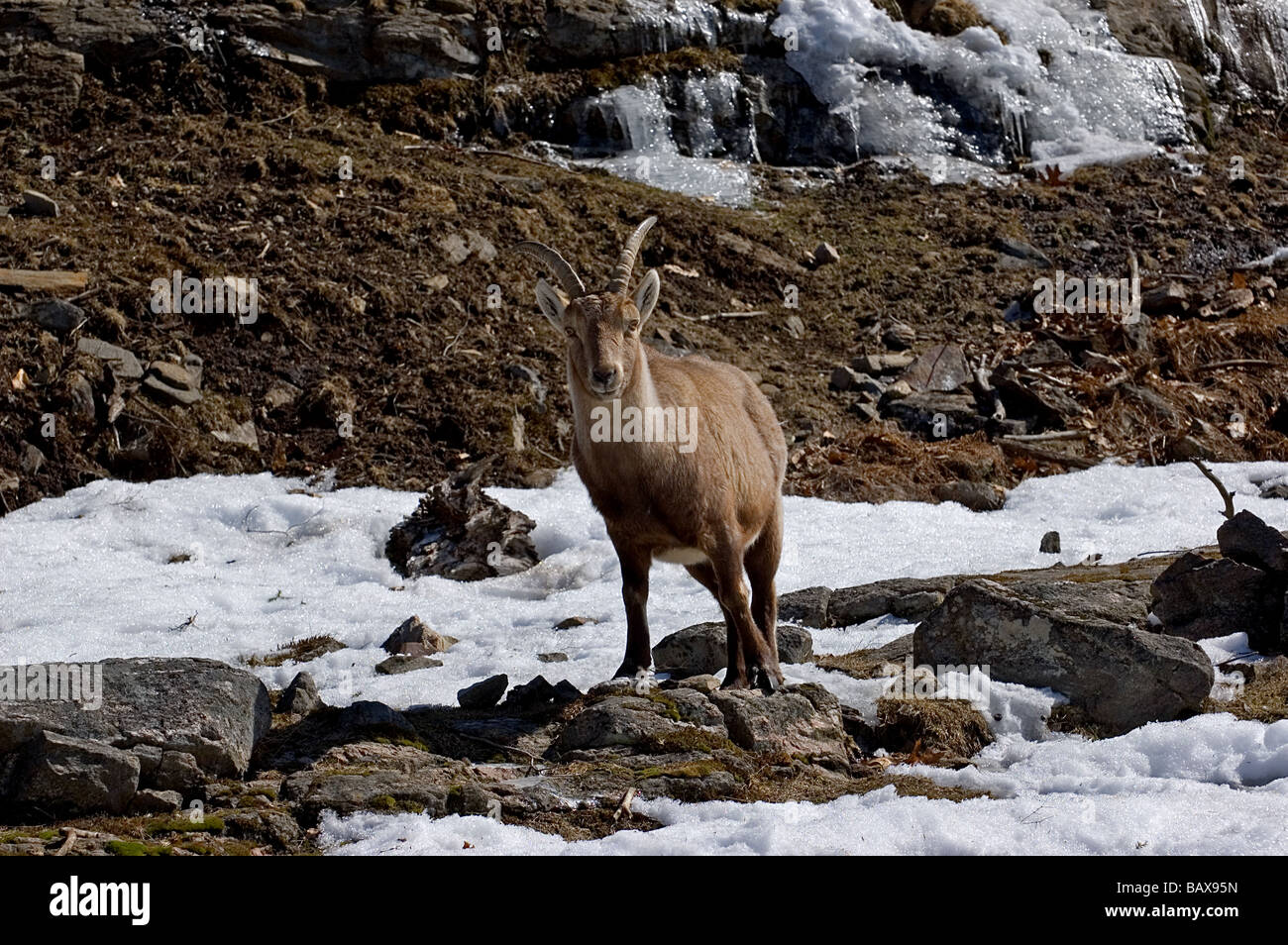 An Alpine Ibex Stock Photo - Alamy