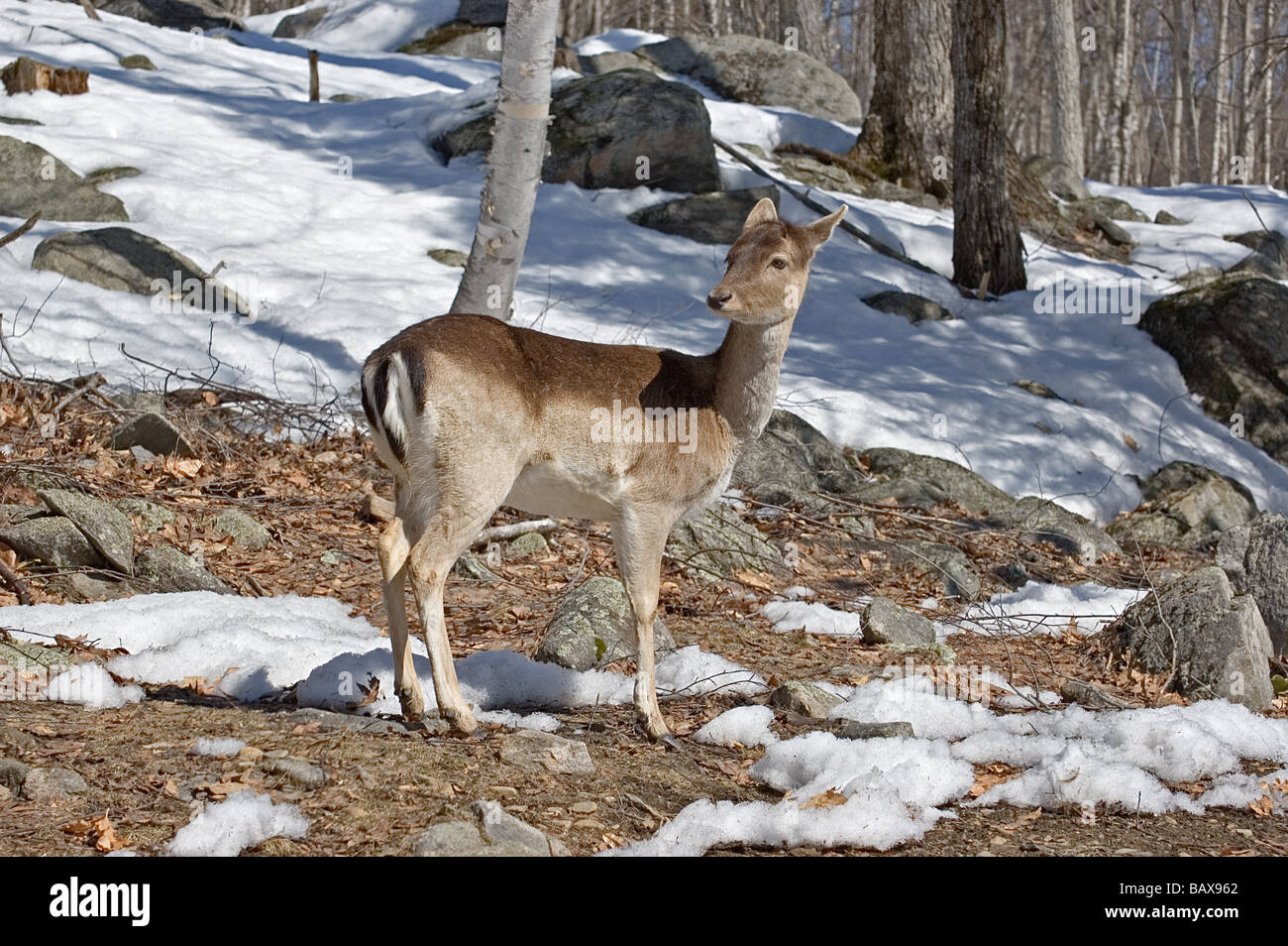 Fallow spring hi-res stock photography and images - Alamy