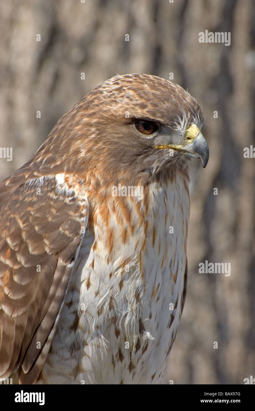 Red tailed falcon hi-res stock photography and images - Alamy