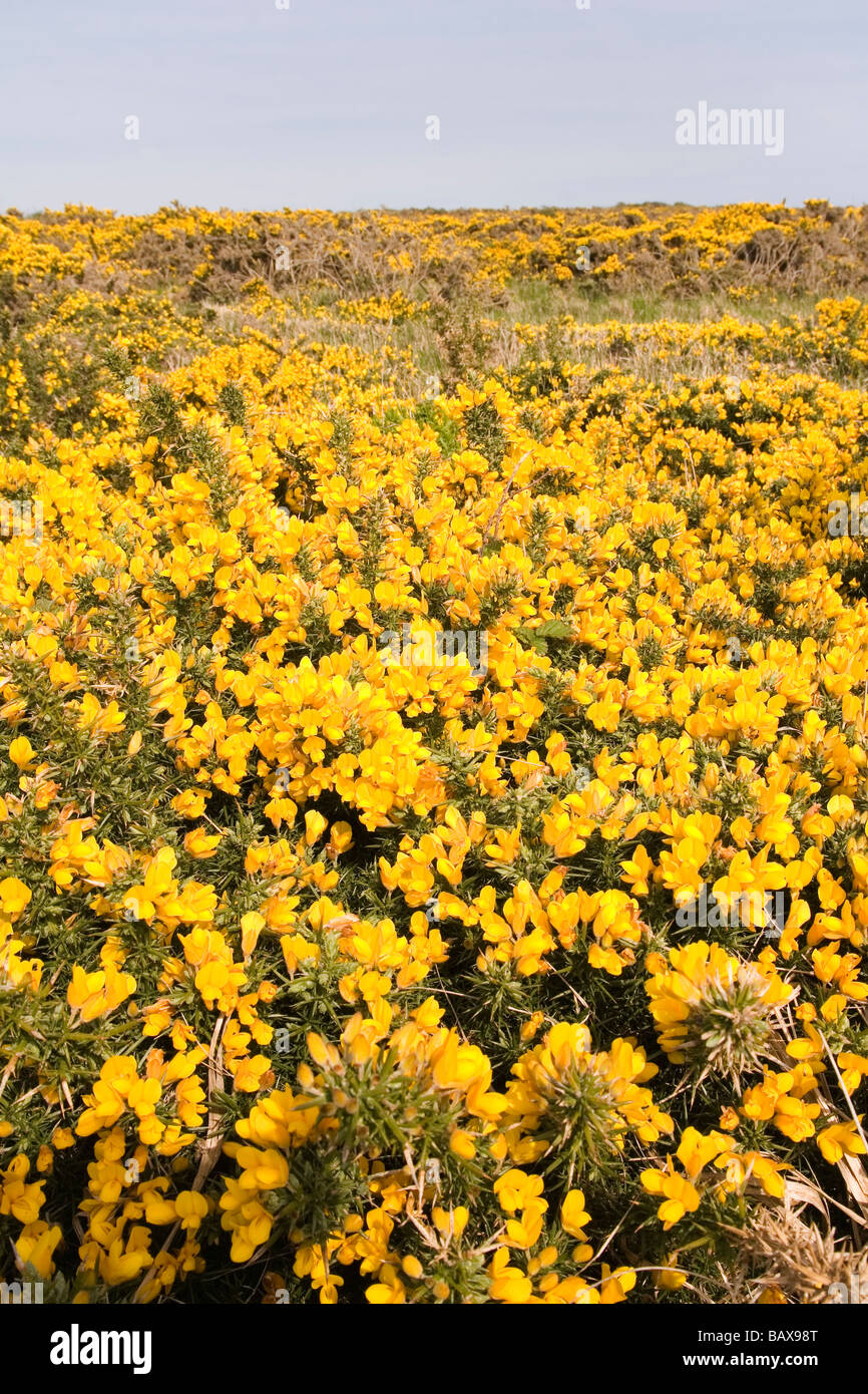 Field of Western Gorse flowers Stock Photo - Alamy