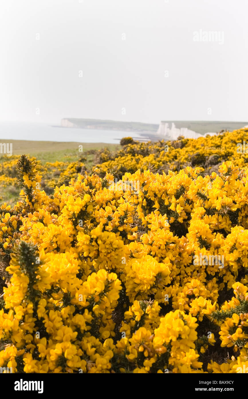 Field of Western Gorse flowers Stock Photo - Alamy