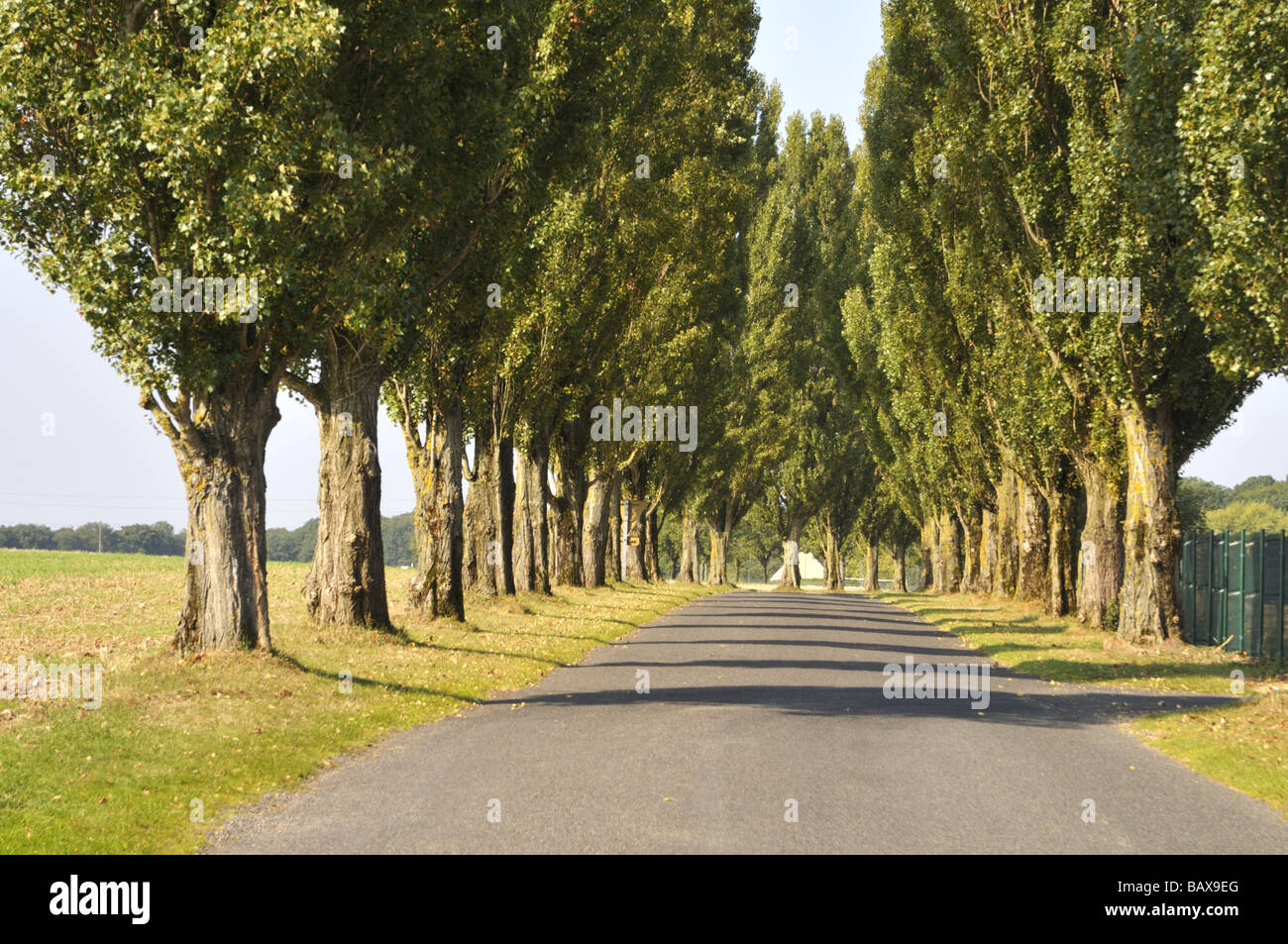 Line of trees in the French Normandy countryside Stock Photo - Alamy