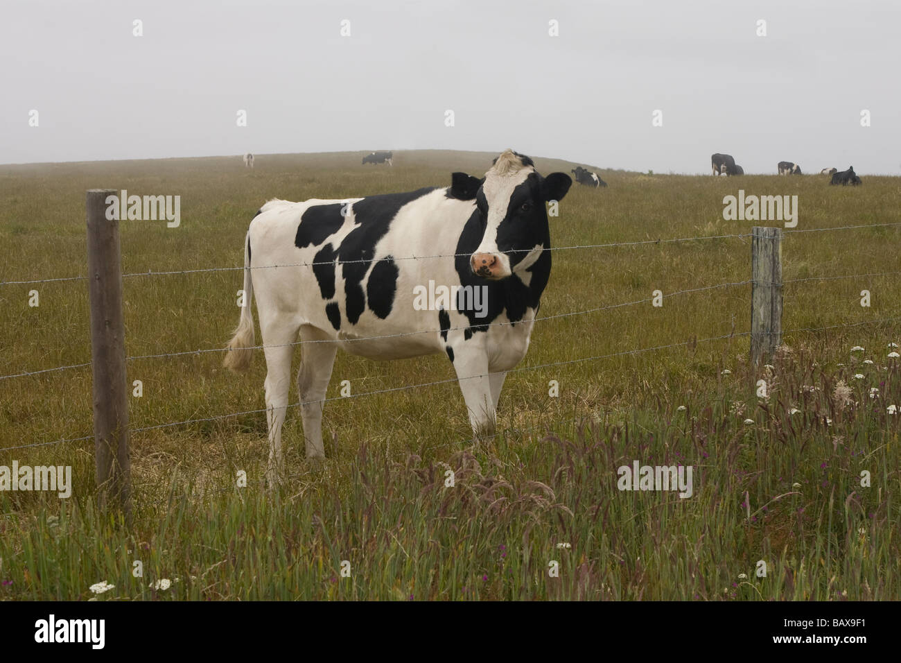 Cow Dairy Farm Point Reyes High Resolution Stock Photography and Images ...