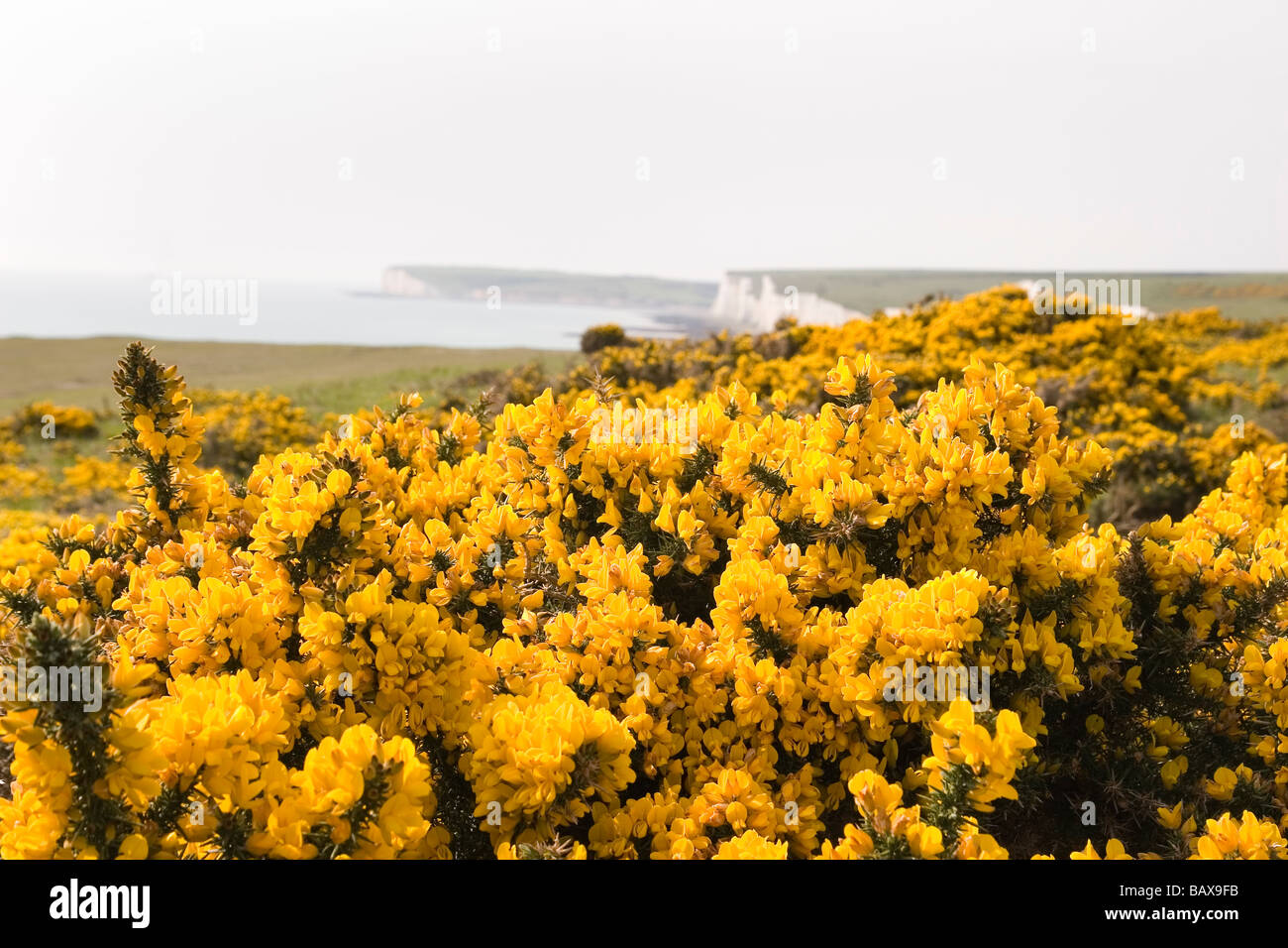 Field of Western Gorse flowers Stock Photo - Alamy