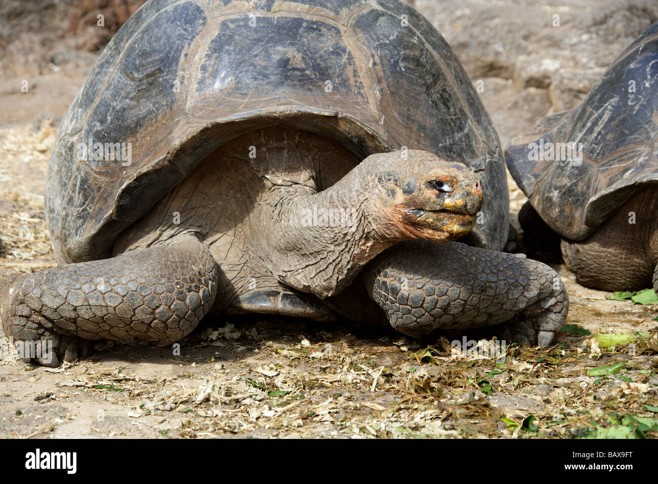 Galapagos Giant Tortoise, Central Isabela Island variation, "Volcan ...