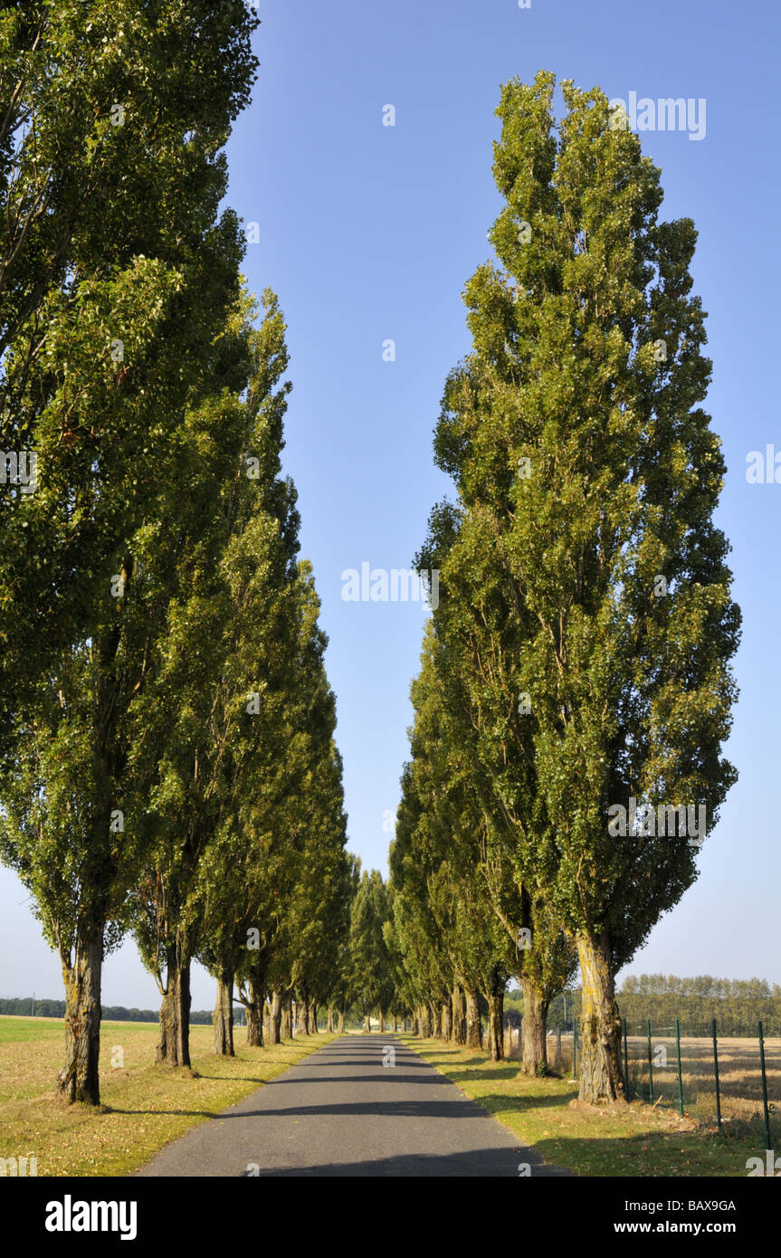 French trees hi-res stock photography and images - Alamy