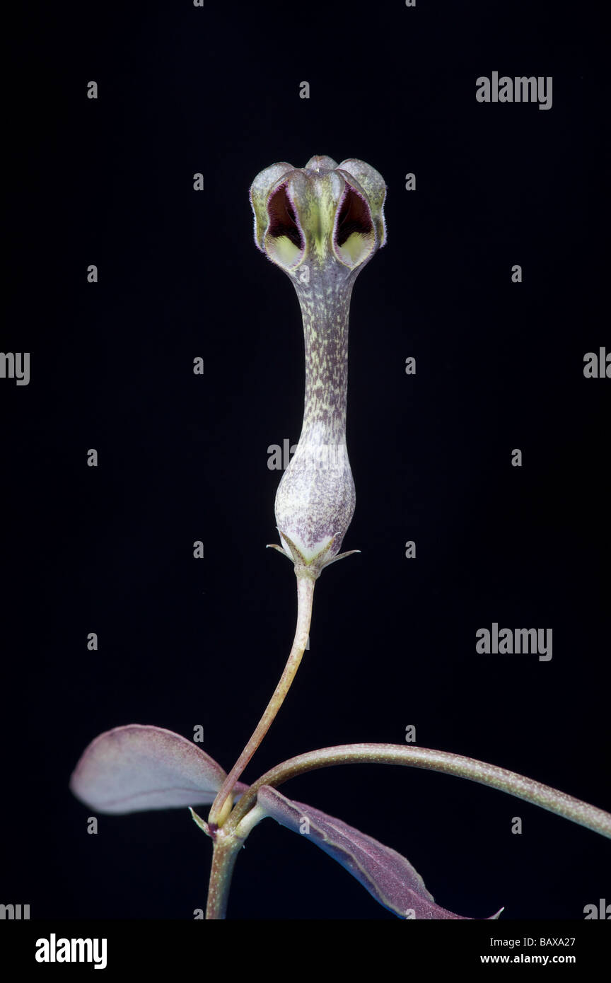 Occulta hi-res stock photography and images - Alamy