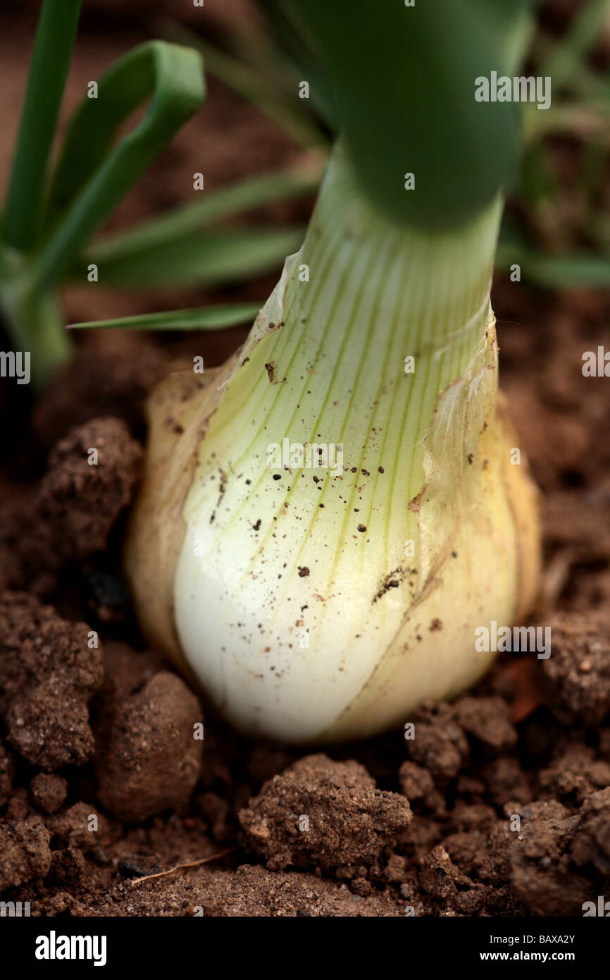 Onion (Allium cepa Stock Photo - Alamy