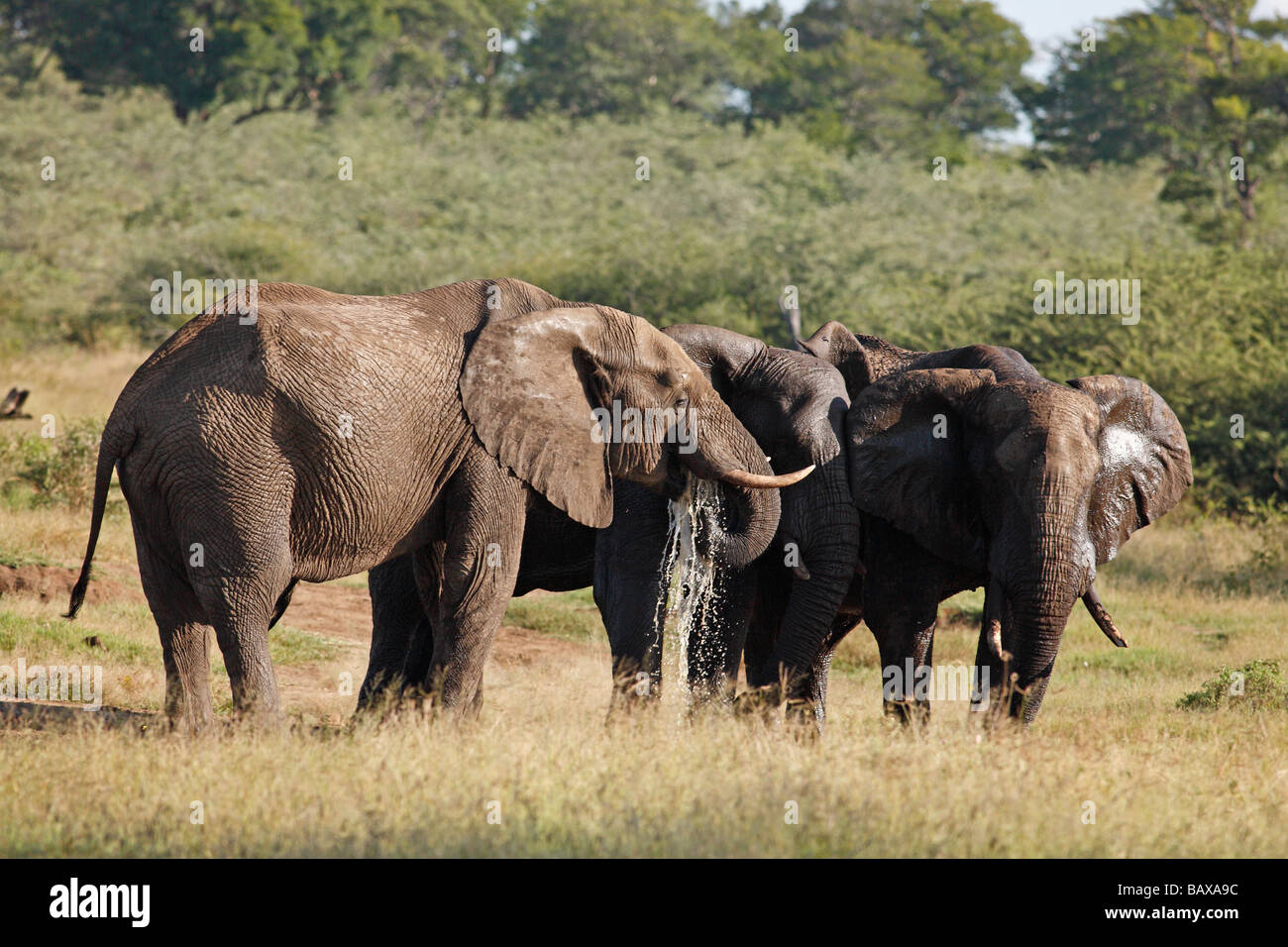 Mahango Game Reserve High Resolution Stock Photography and Images - Alamy