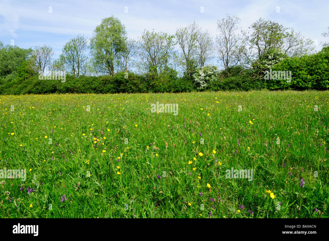 Chettisham meadow cambridgeshire hi-res stock photography and images ...