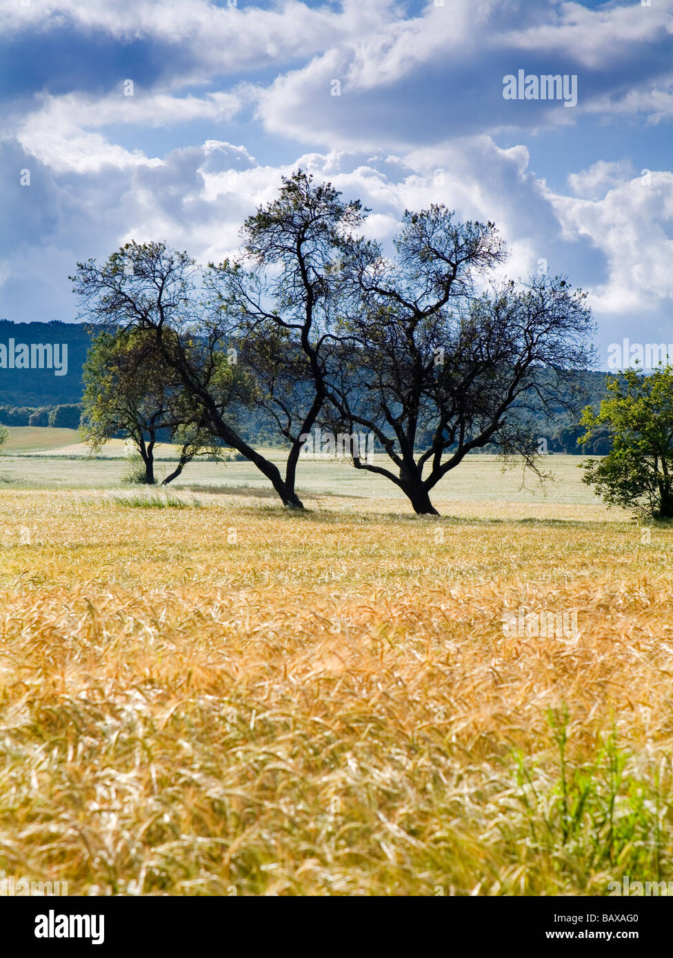 wheat field and trees Stock Photo - Alamy