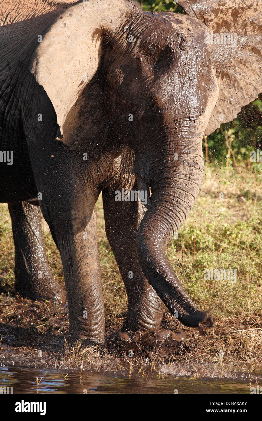 Crazy elephant hi-res stock photography and images - Alamy