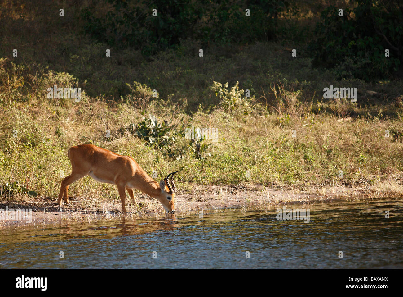 Puku at Chobe Riverfront, Botswana Stock Photo - Alamy