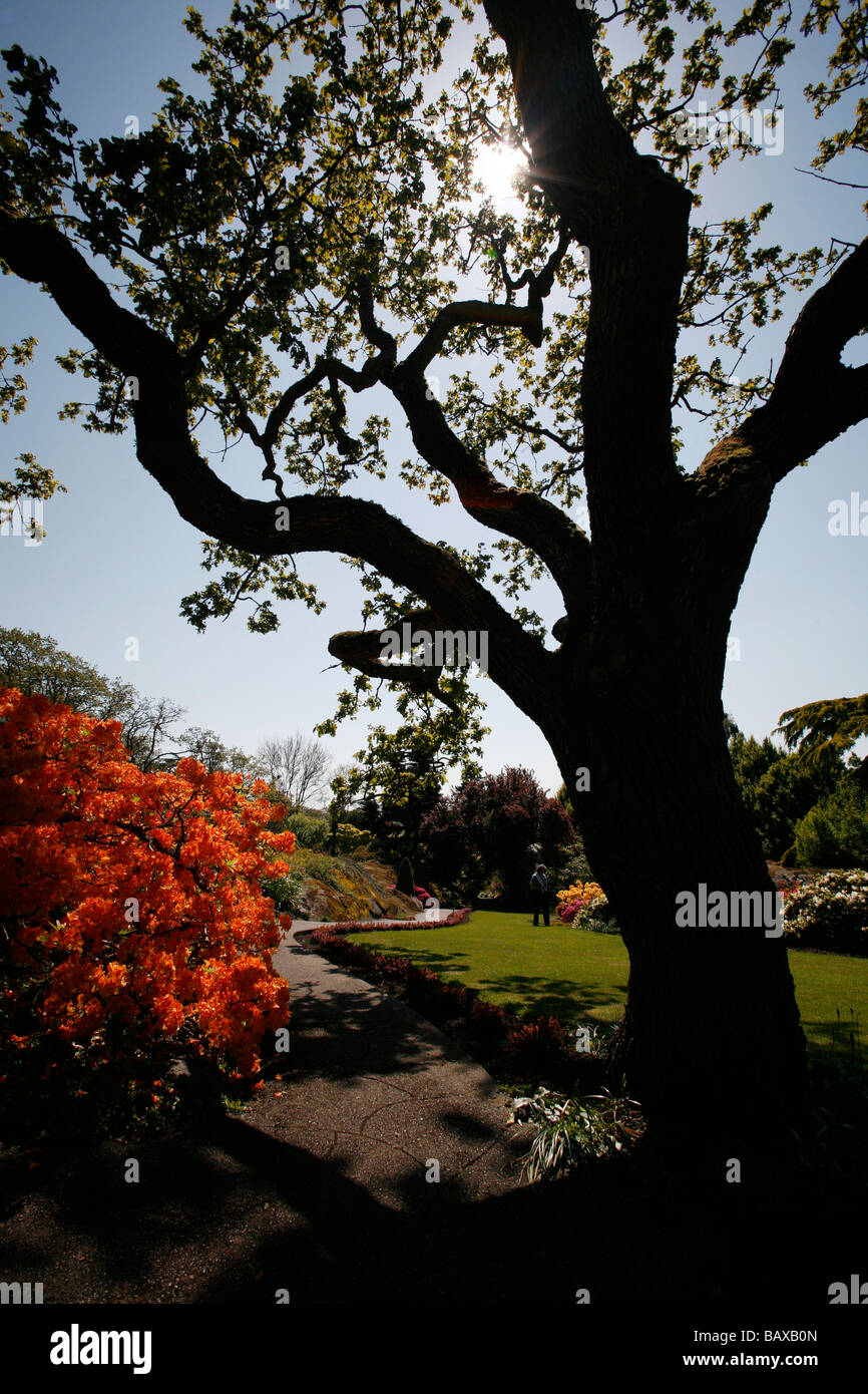 Garry oak trees british columbia hi-res stock photography and images ...