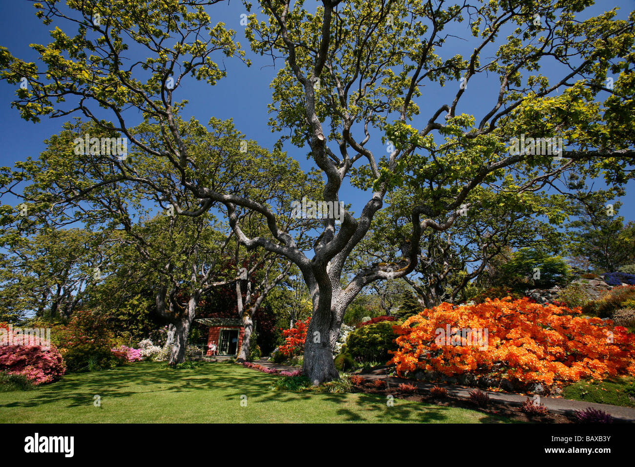 A large Garry oak tree and orange flowers in bloom at Abkhazi Garden in ...
