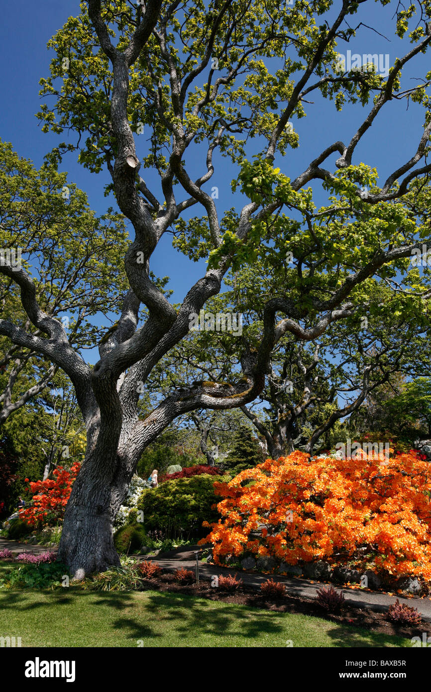 Garry oak trees british columbia hi-res stock photography and images ...