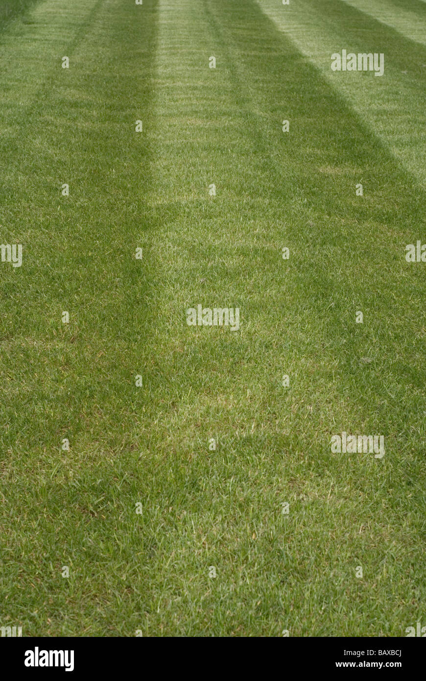 Stripes on a freshly Cut Grass Lawn in the summer Stock Photo - Alamy