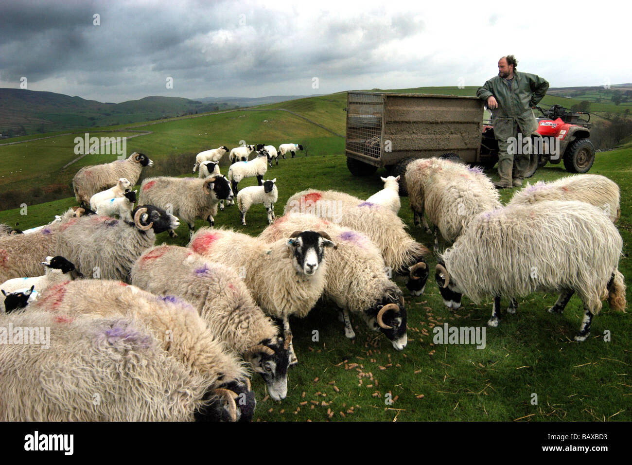 Sheep Farmer in the Yorkshire Dales, England Stock Photo - Alamy