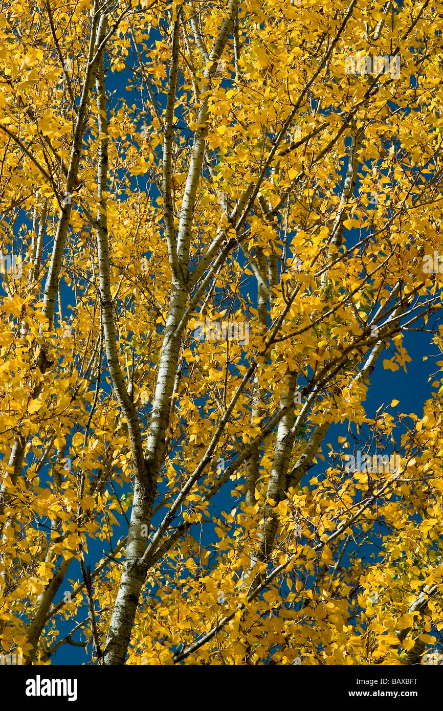 branches and leaves of black poplar (Populus nigra) in autumn Stock ...