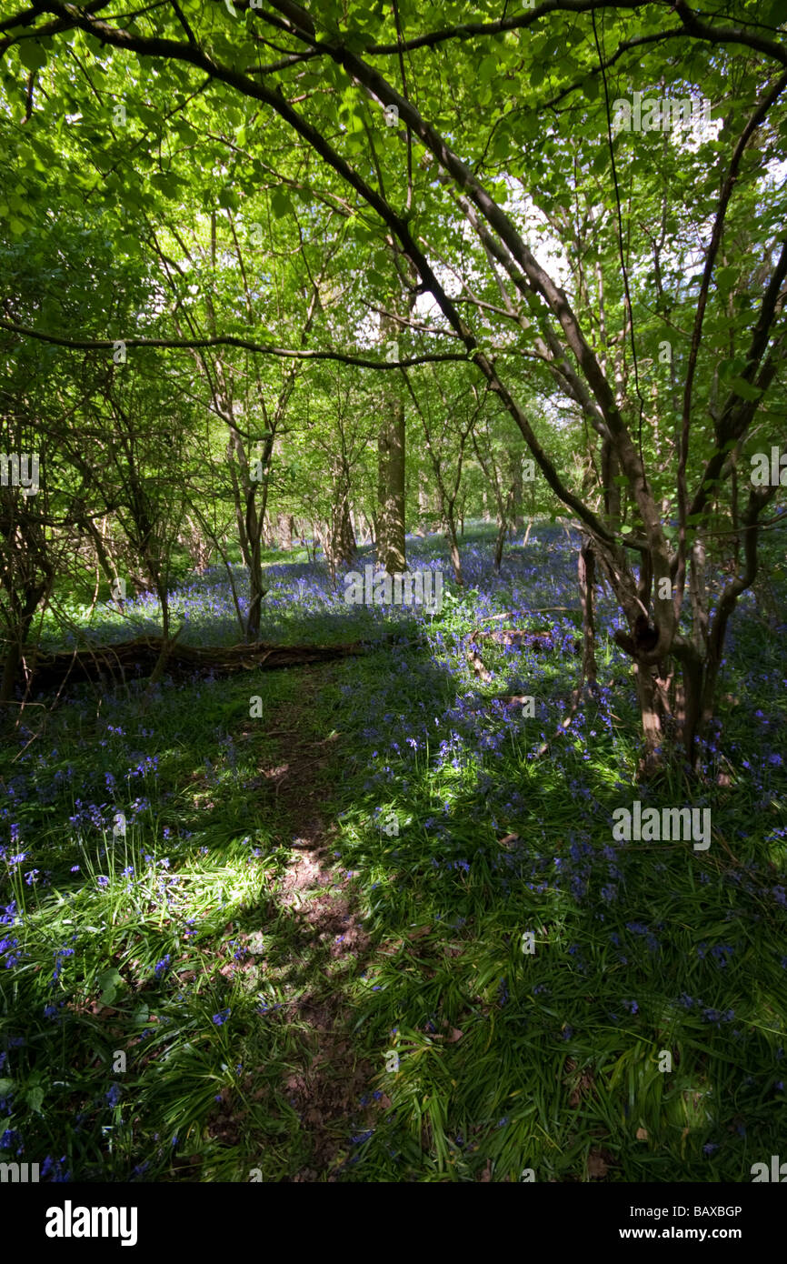 Coppice High Resolution Stock Photography and Images - Alamy