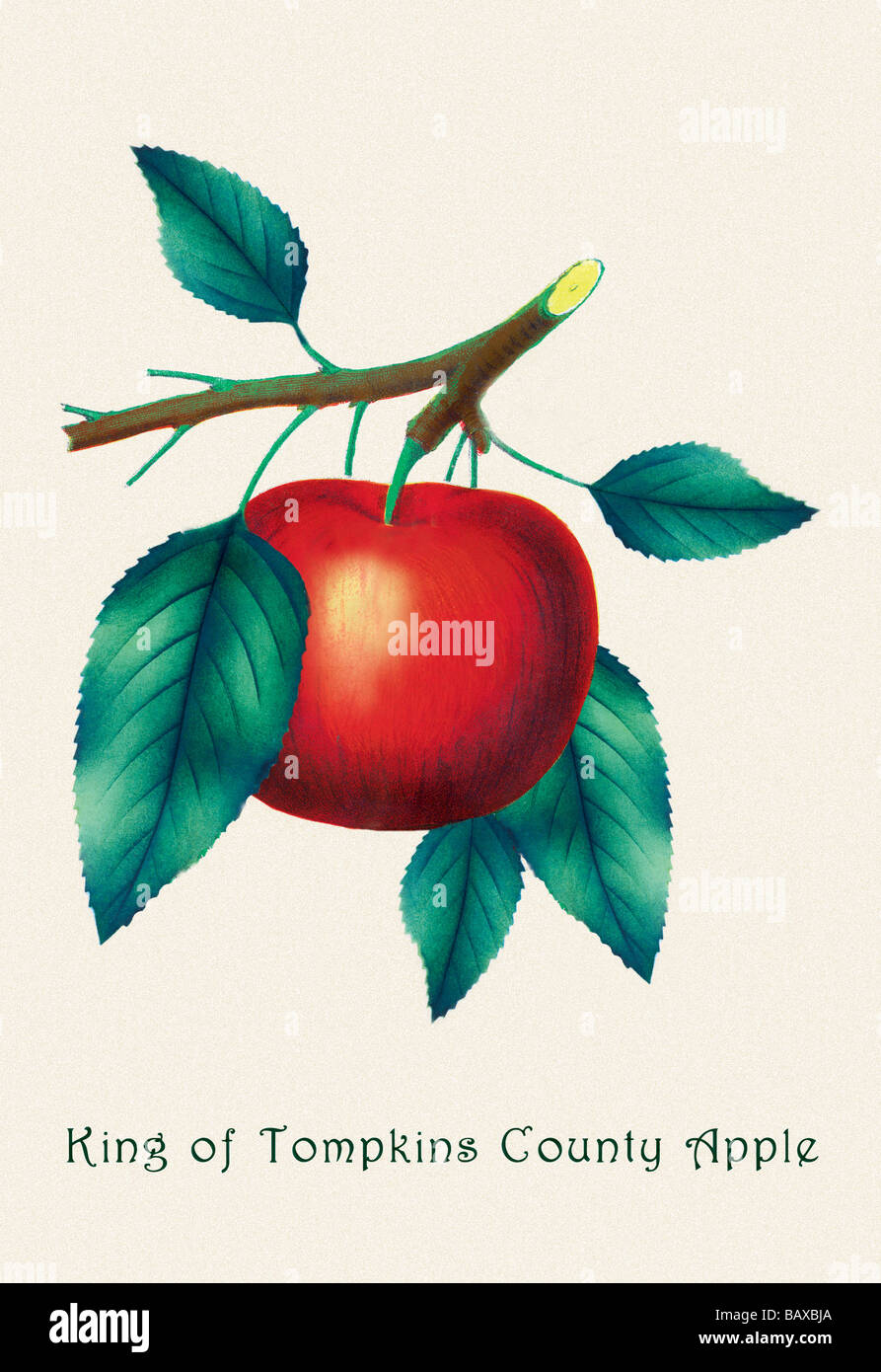 King of Tompkins County Apple Stock Photo - Alamy