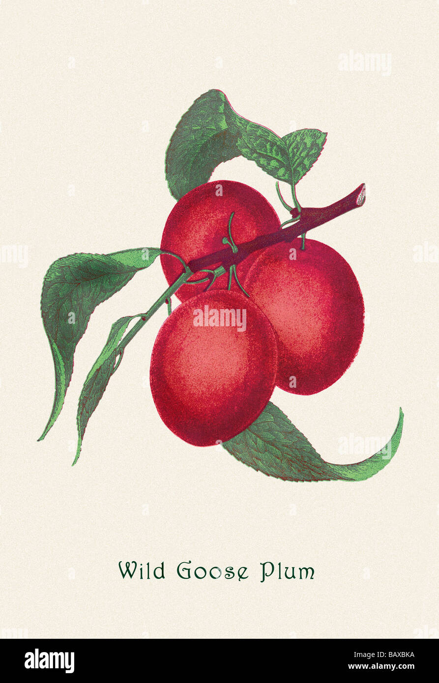 Goose plum hi-res stock photography and images - Alamy