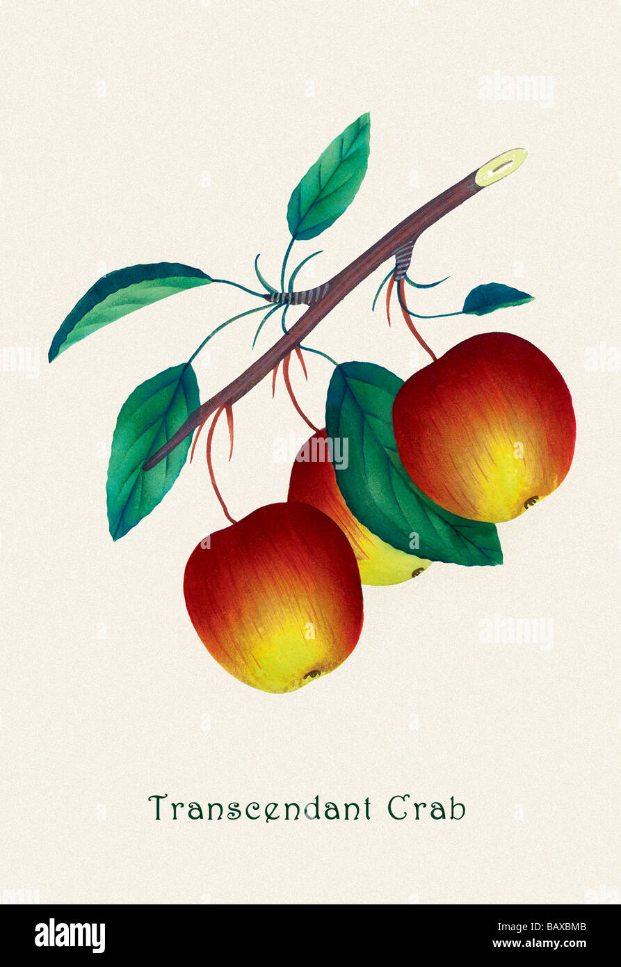 Transcendant hi-res stock photography and images - Alamy