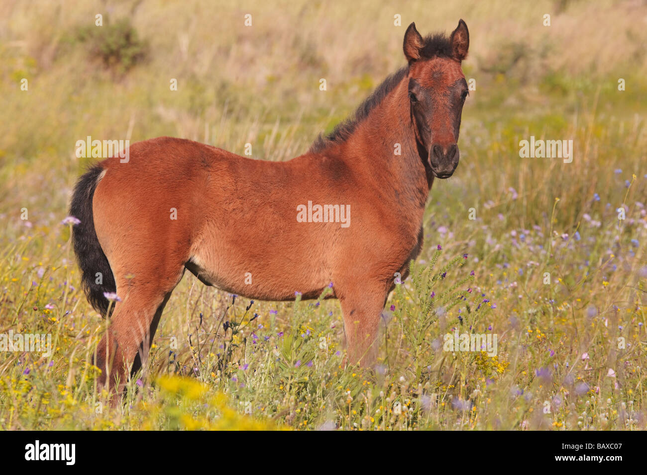 Straight out of the camera hi-res stock photography and images - Alamy