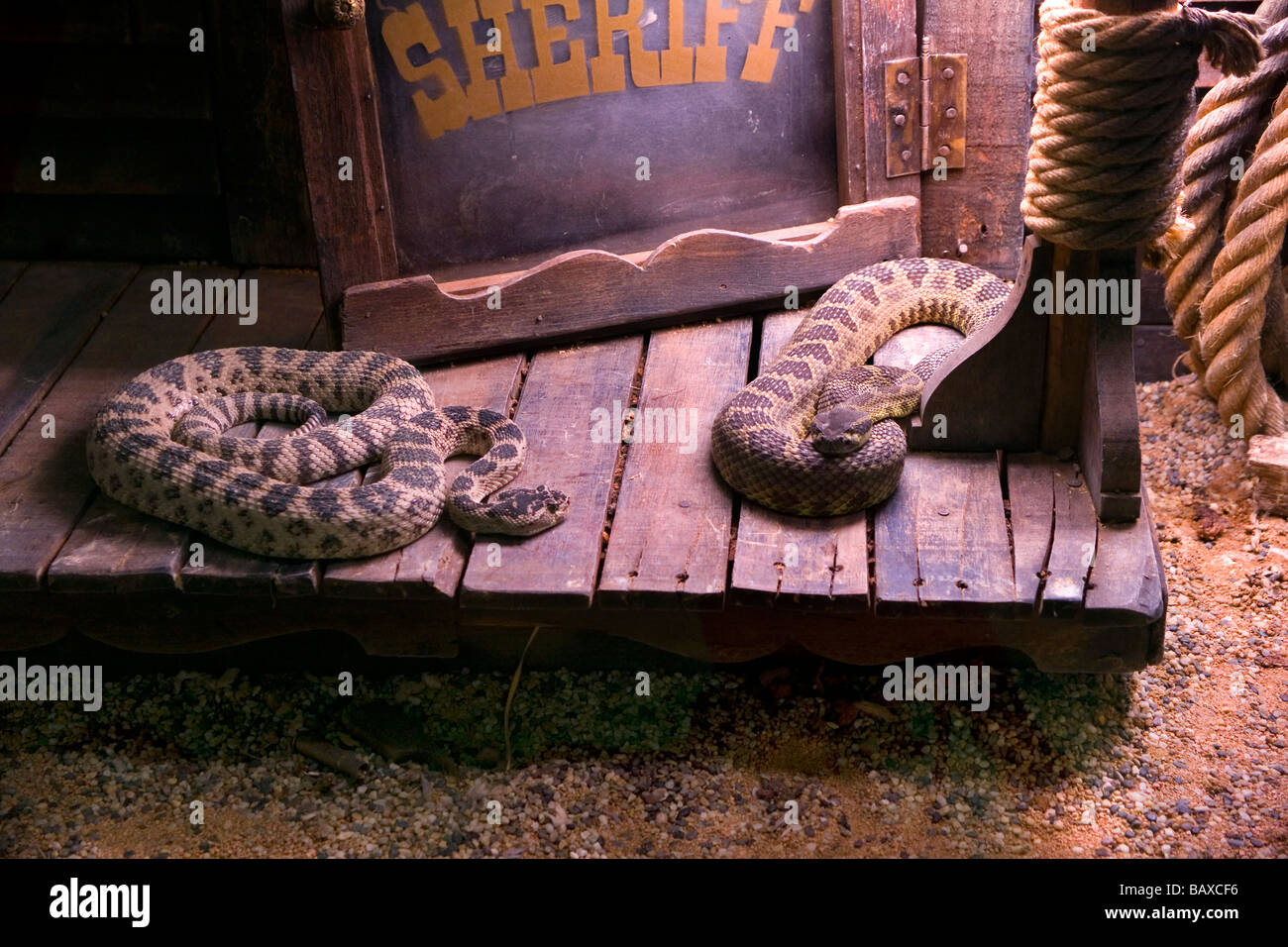 Death in the prairie High Resolution Stock Photography and Images - Alamy
