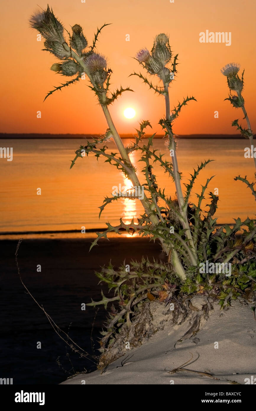 Sunset through beach thistle - Jekyll Island, Georgia Stock Photo - Alamy