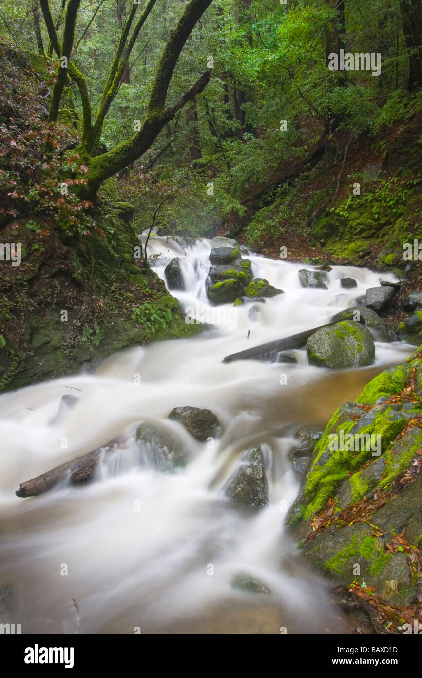 Palo Colorado Forest High Resolution Stock Photography and Images - Alamy