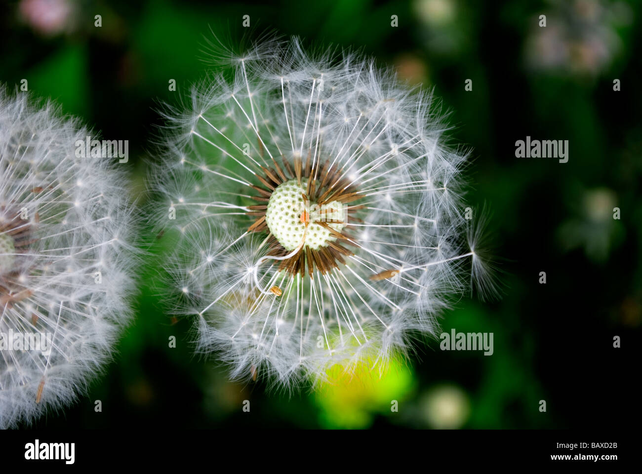 Dandelion seed heads Stock Photo - Alamy