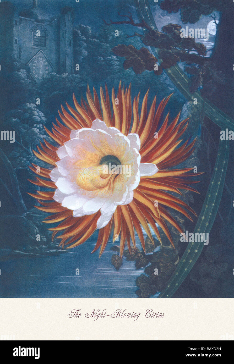 The Night-blowing Cirius Stock Photo - Alamy