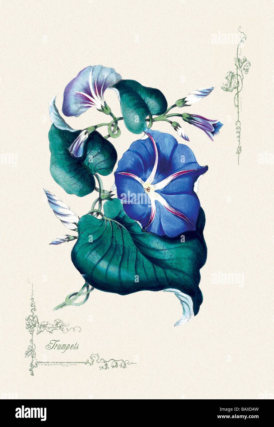 Pansy snapdragon hi-res stock photography and images - Alamy