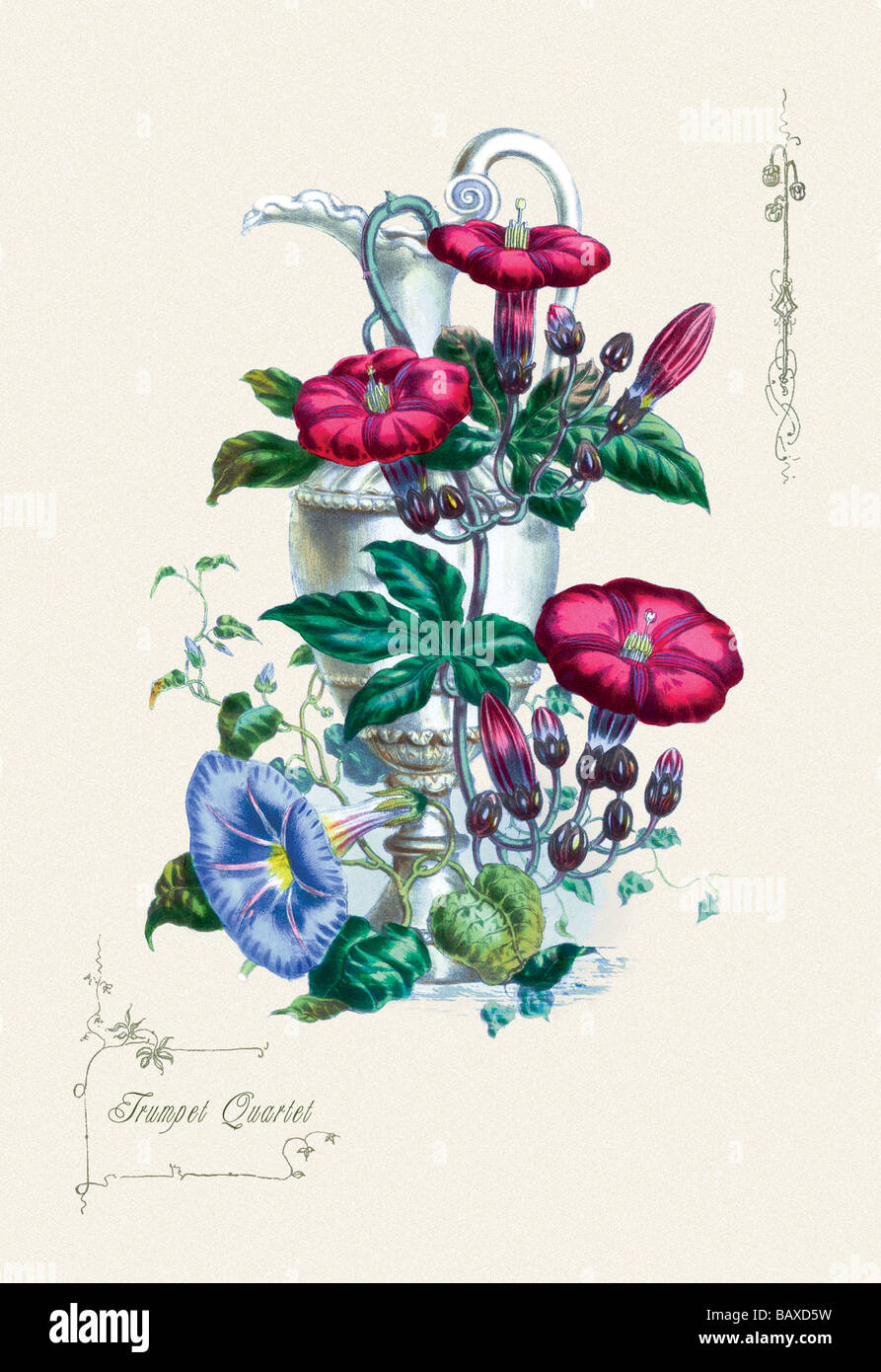 Pansy snapdragon hi-res stock photography and images - Alamy