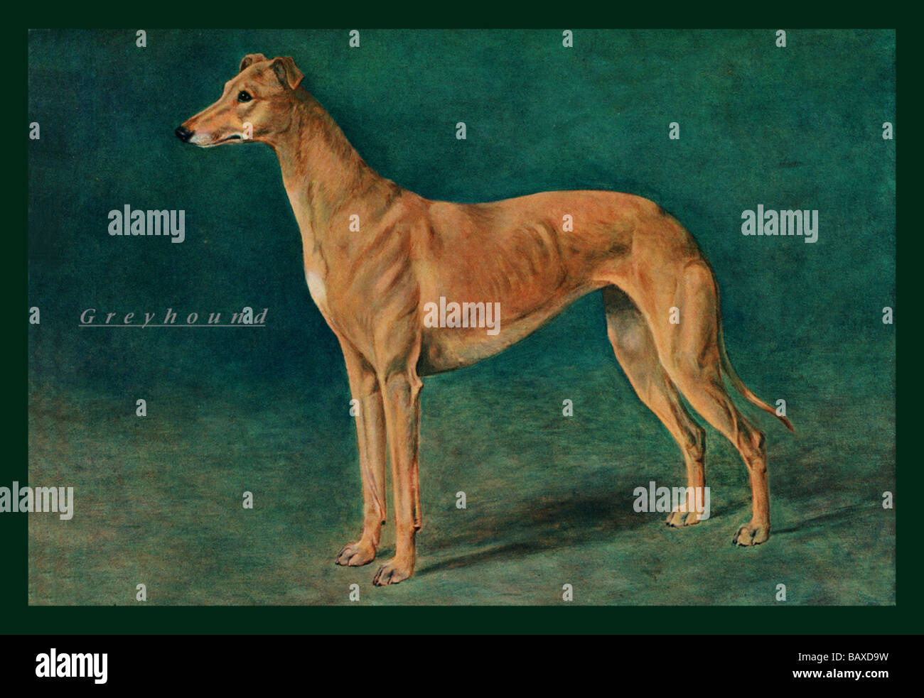 Coursing dogs hi-res stock photography and images - Alamy