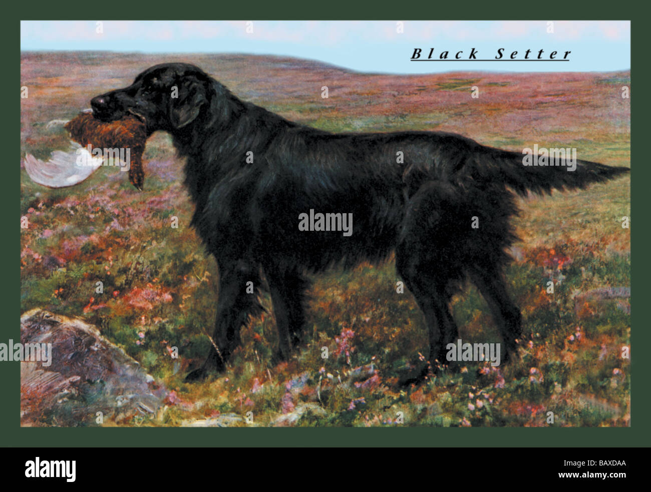 Black setter hi-res stock photography and images - Alamy