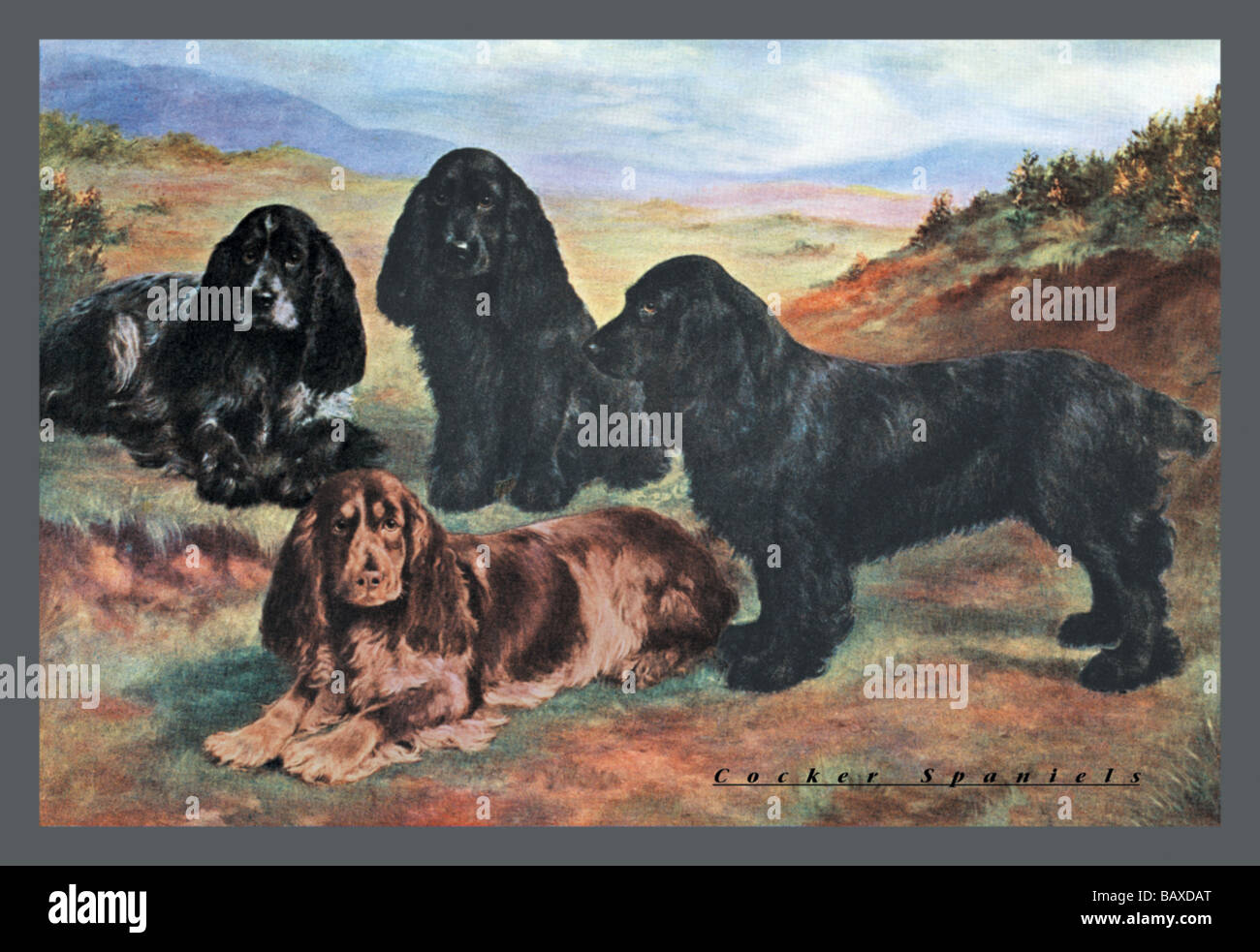 Four spaniels hi-res stock photography and images - Alamy
