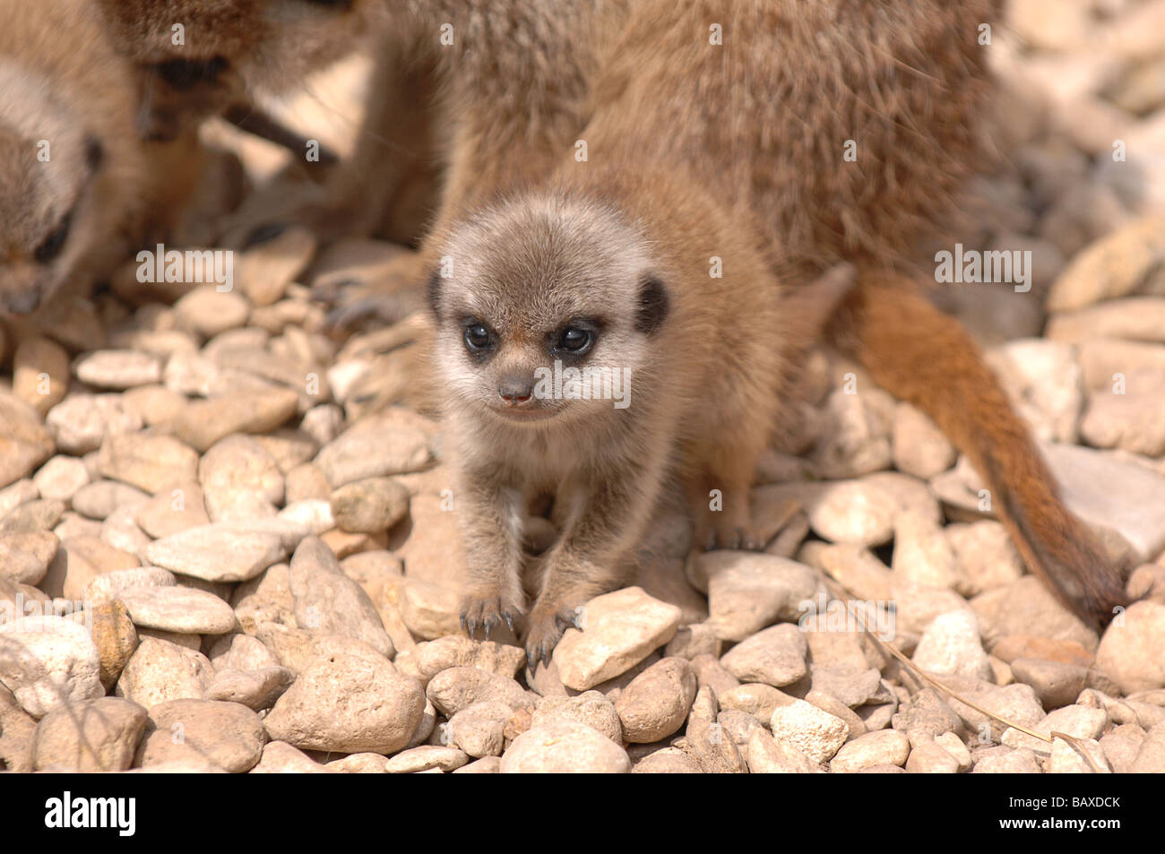 Baby meerkat hi-res stock photography and images - Alamy