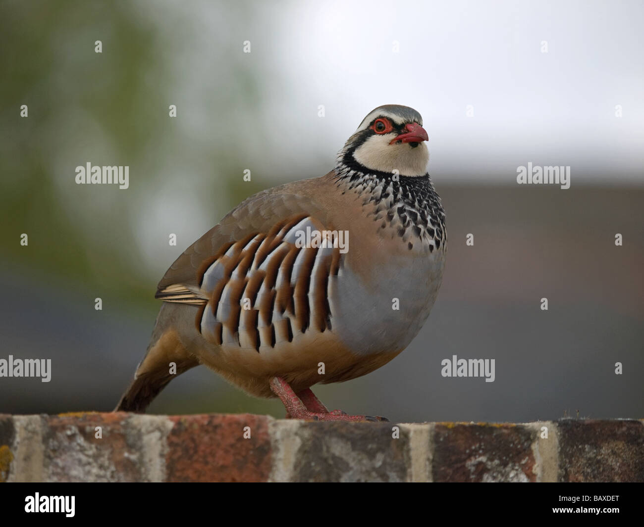 Partridge bird hi-res stock photography and images - Alamy