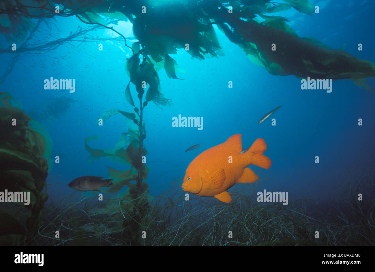 A garibaldi swims below the canopy of a kelp forest Stock Photo - Alamy