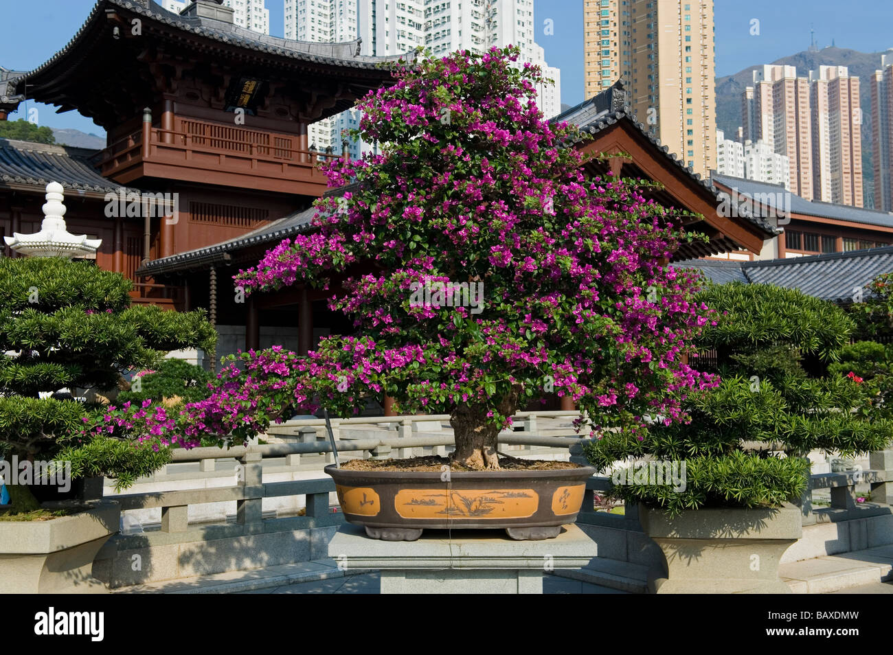 China hong kong bonsai tree hi-res stock photography and images - Alamy