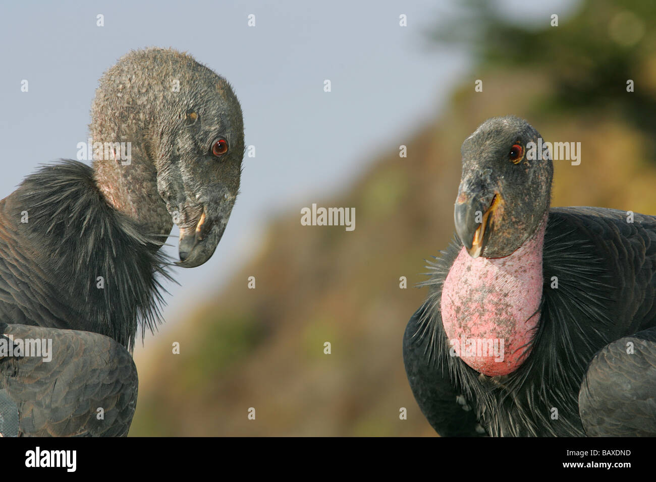 California condor juvenile hi-res stock photography and images - Alamy