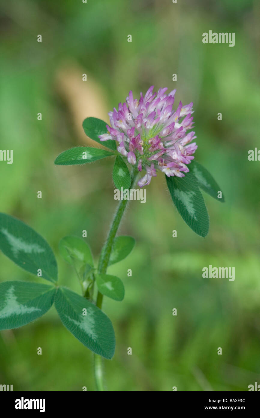 Flower rich meadows hi-res stock photography and images - Alamy