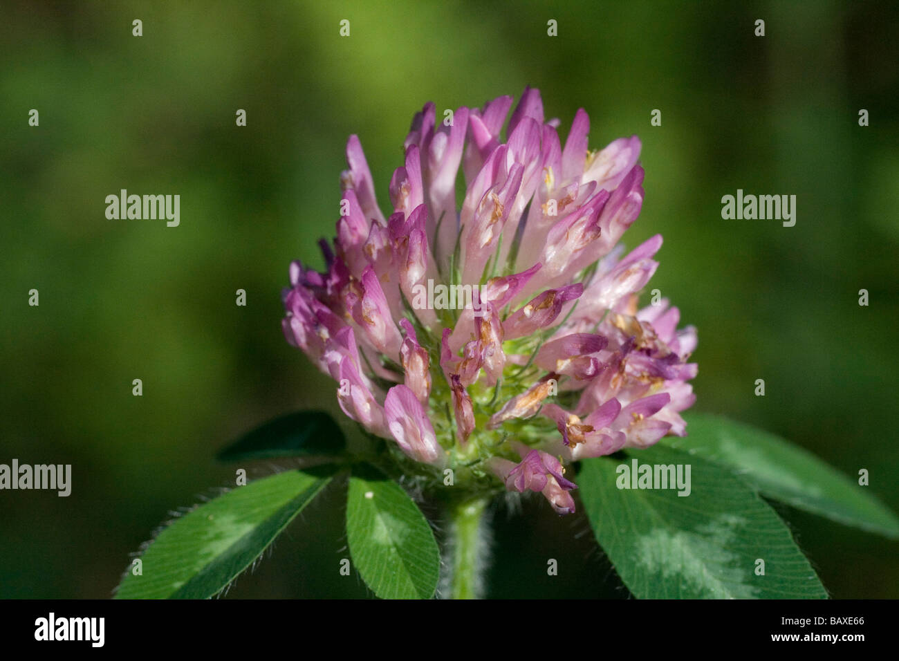 Nectar rich clover hi-res stock photography and images - Alamy