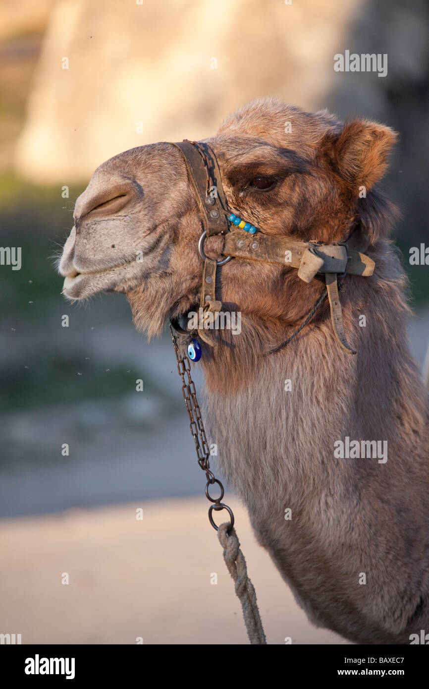 Head of a camel hi-res stock photography and images - Alamy