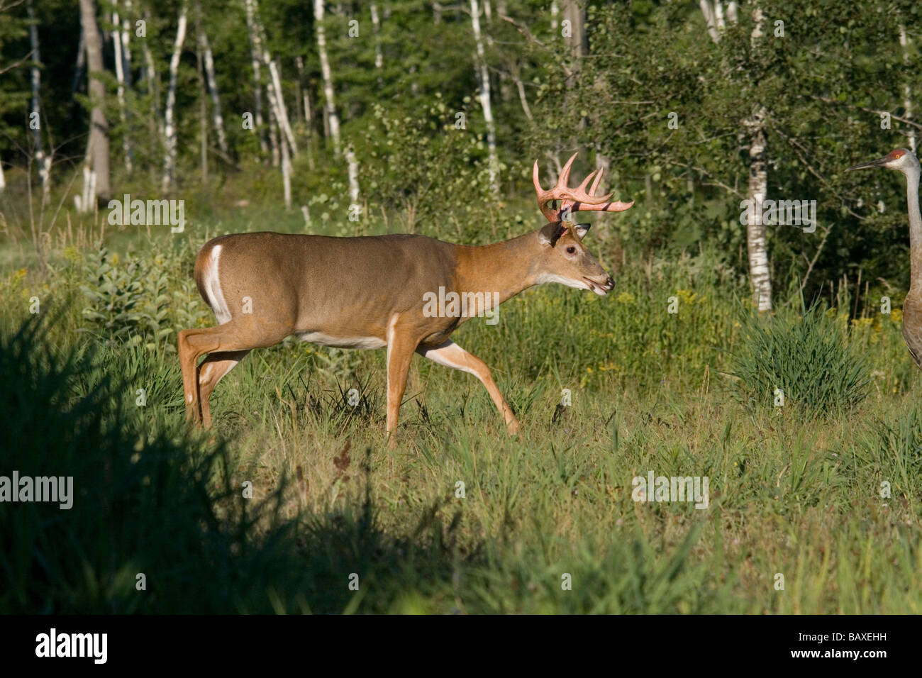 Whitetail deer buck shedding velvet hi-res stock photography and images ...