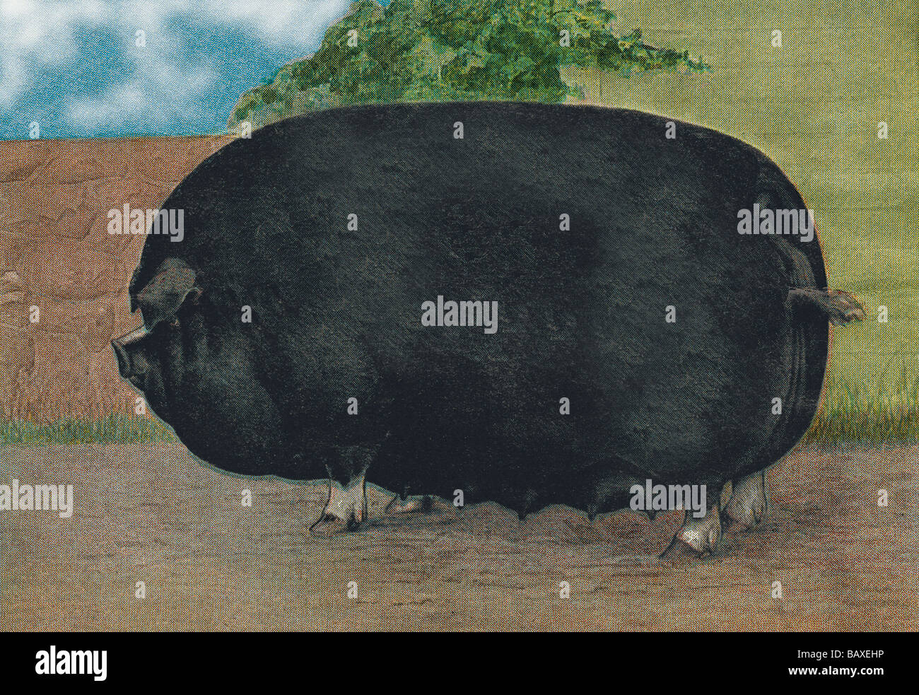 Champion pig hi-res stock photography and images - Alamy