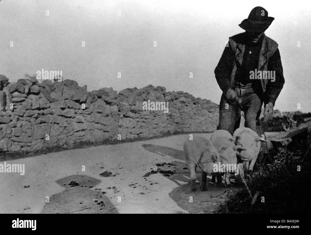 Irish Pigs High Resolution Stock Photography and Images - Alamy