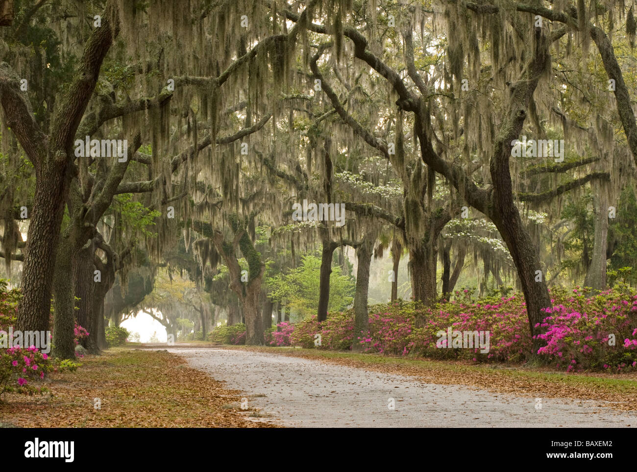 Bonaventure Cemetery in Savannah Georgia Stock Photo - Alamy